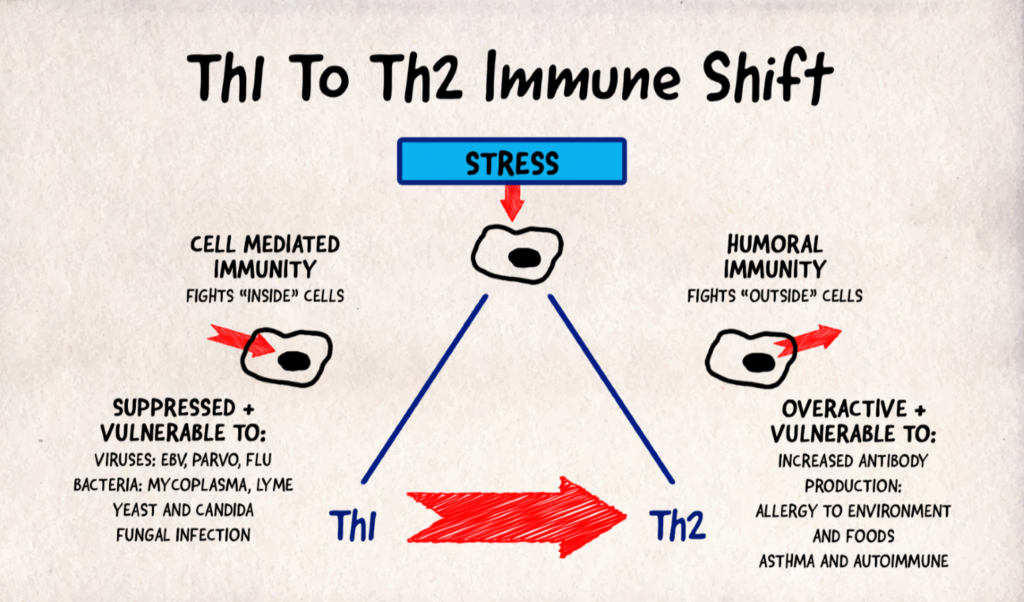 ADRENAL HYPERACTIVITY CUSHINGS SYNDROME – NutriMedical